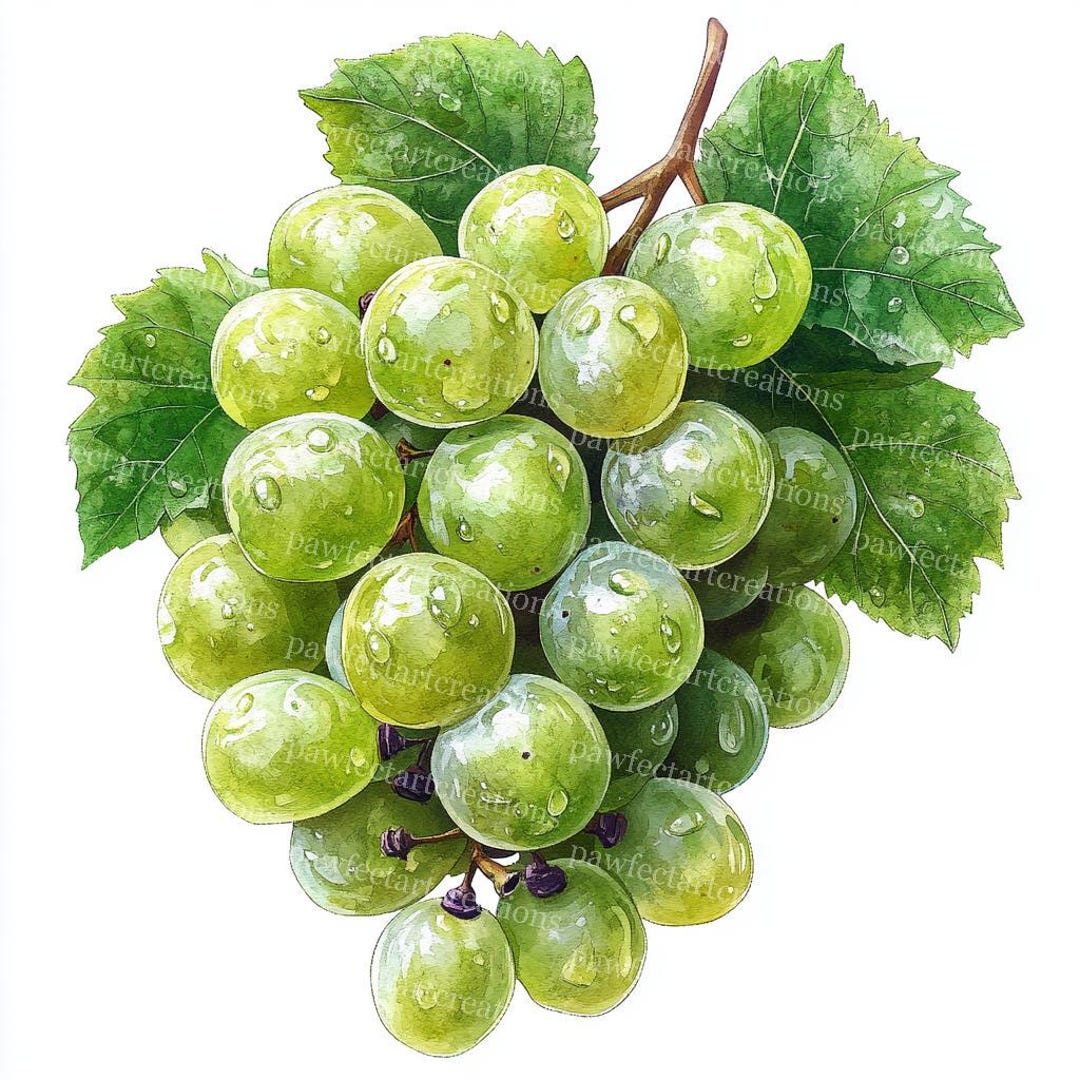 Green Grapes Clipart: Watercolor Fruit Bundle (digital Craft) - Etsy