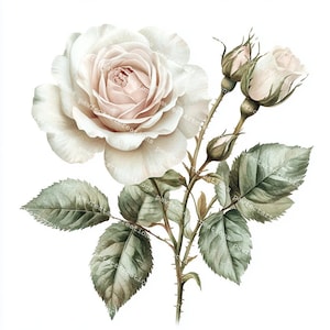 White Roses Watercolor Clipart: Floral Bouquet Print (digital Download ...