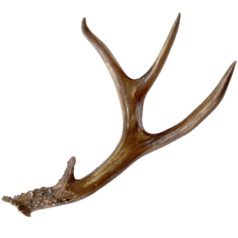 Deer Antler - Black Tail, 4 Point, Faux Replica - Etsy