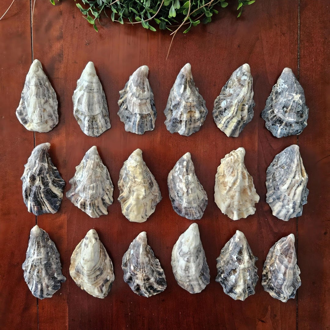 Cleaned Oyster Shells for Crafting - Primed Option - Etsy