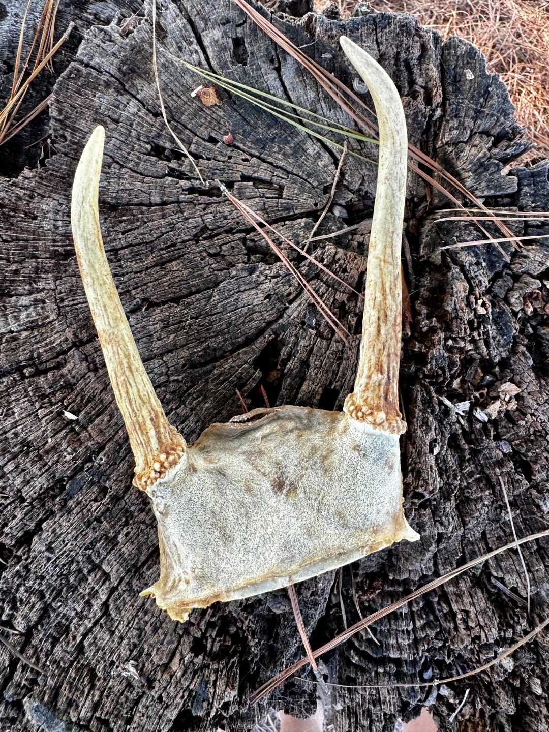 Spike Deer Antlers Skull Cap - Etsy