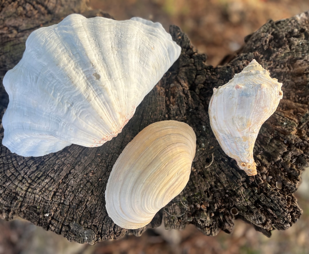 Real GIANT CLAM SHELL Natural Half and Elephant Truck Shell Half and ...