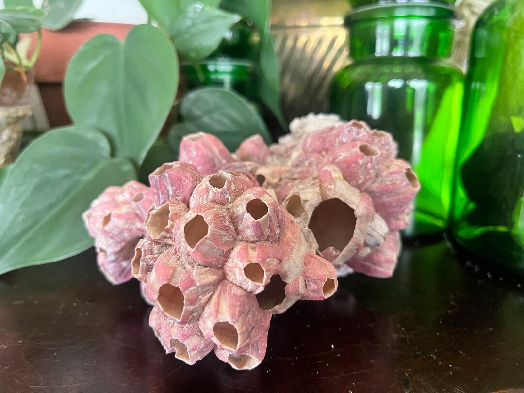 Purple Barnacle Clusters LOT OF NINE - Etsy