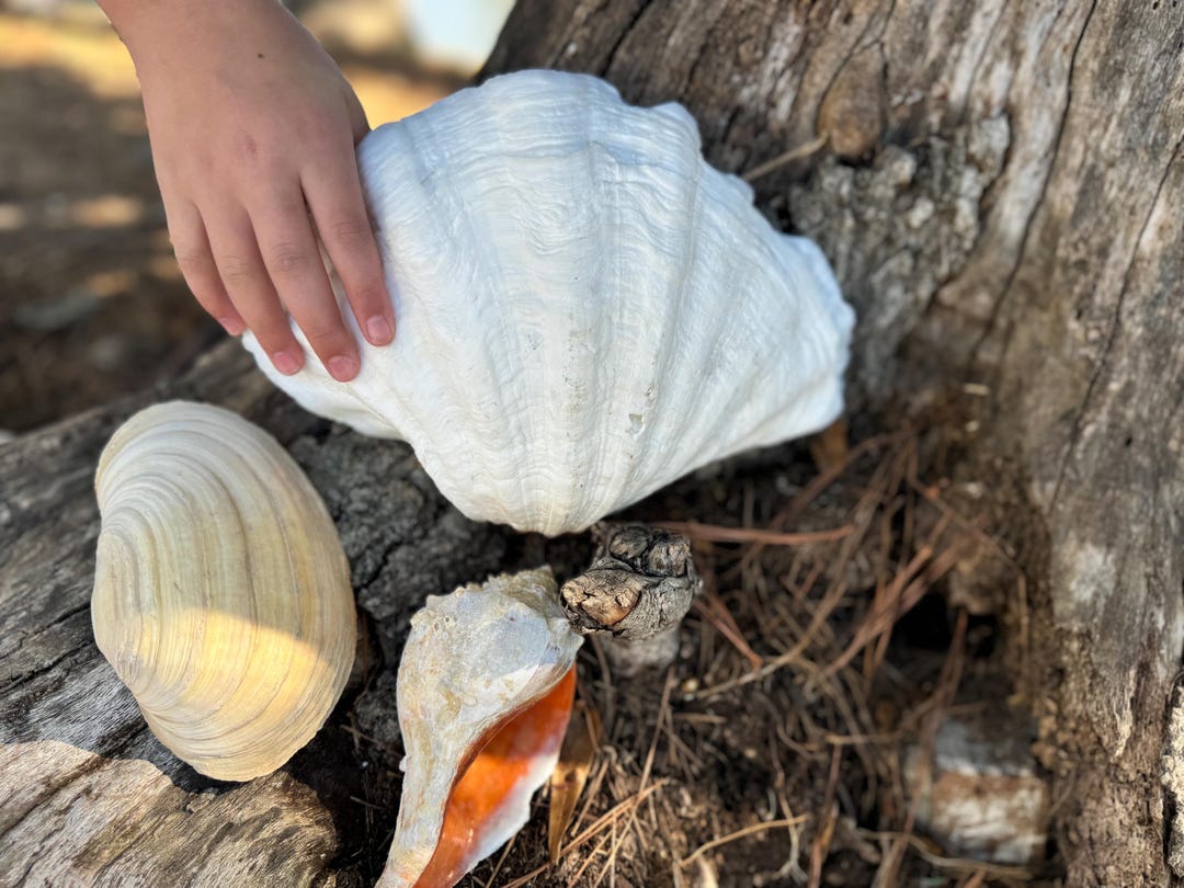 Real GIANT CLAM SHELL Natural Half and Elephant Truck Shell Half and ...
