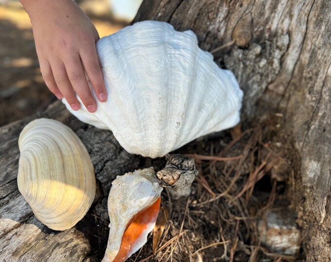 Real GIANT CLAM SHELL Natural Half and Elephant Truck Shell Half and ...