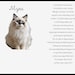 Cat Memorial Poem, Grief Poem for Cat, DIGITAL DOWNLOAD, Gift - Etsy