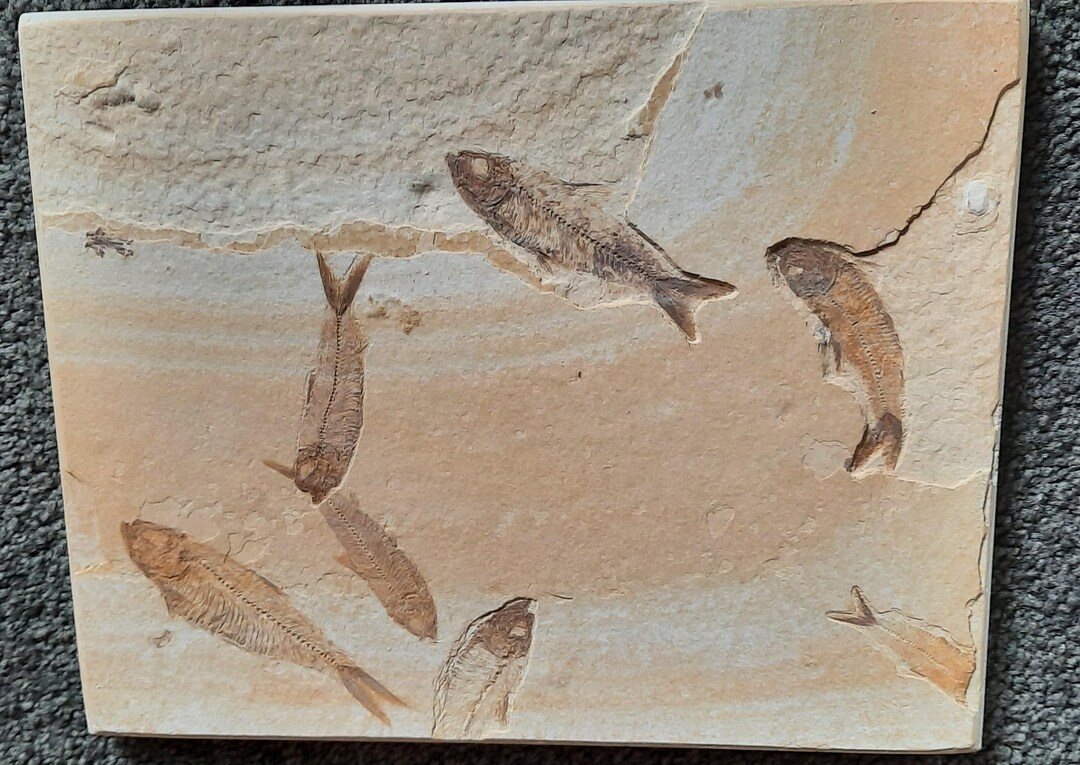Fossil Fish. Green River Formation. Wyoming. 5 Complete Fish and 2 ...