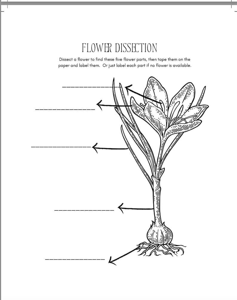 LDS Activity Days Packet: Plants, Seeds, Cuttings, Potting, Plant Craft ...