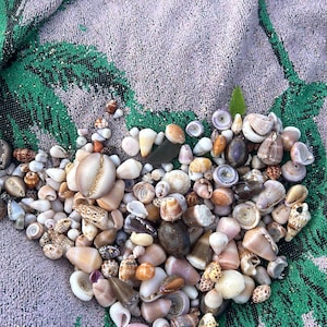 Hawaiian Triton Shell Huggies, 14kt Gold Filled Earrings, Mini ...