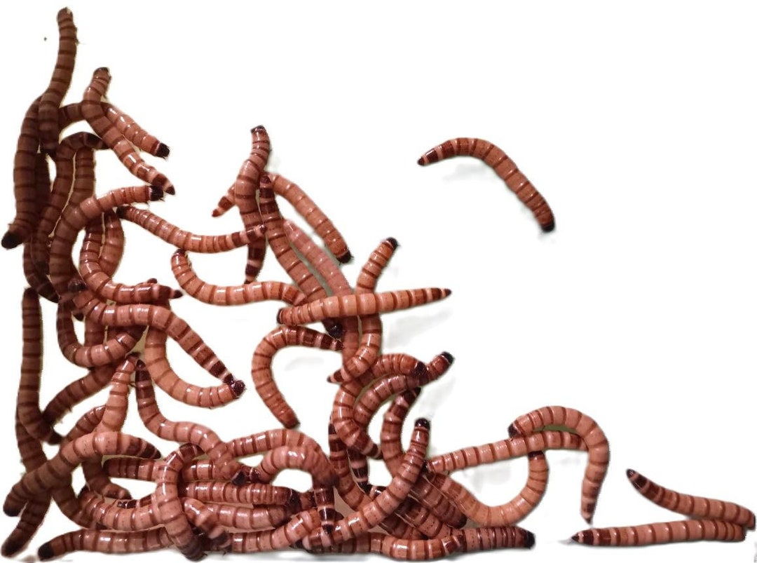 Live Superworms - Zophobas Morio - Kingworms - Etsy
