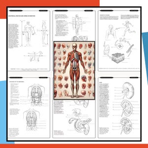 Anatomy Vocabulary Workbook and Flashcards - Understand Human Anatomy ...