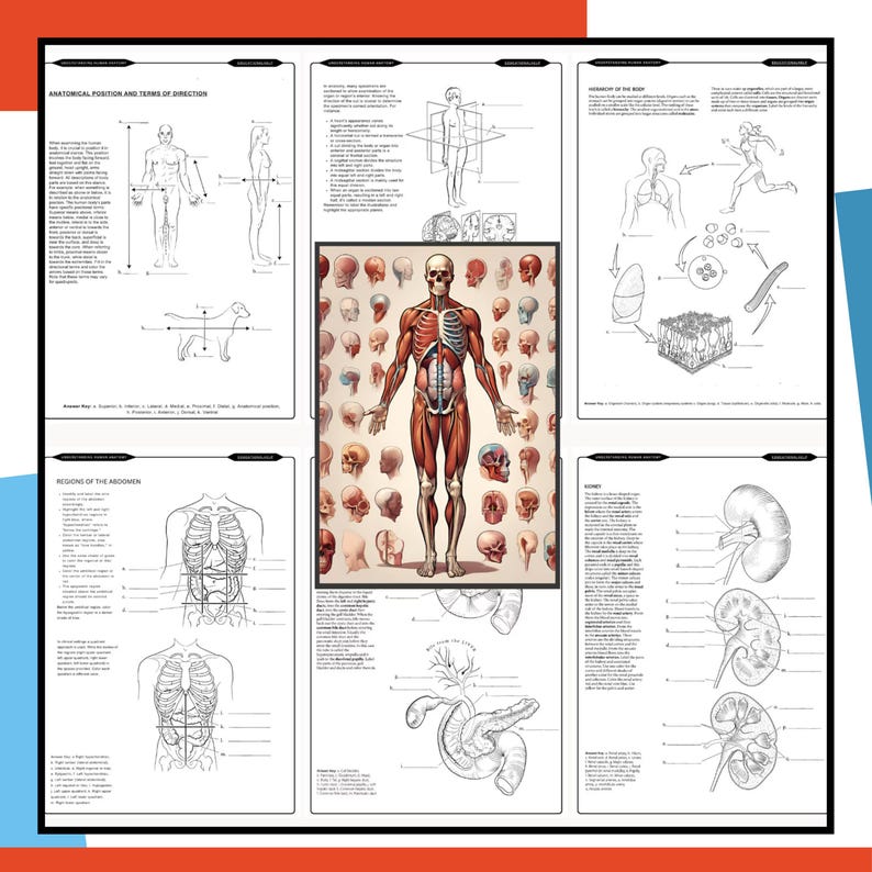 Anatomy Vocabulary Workbook and Flashcards - Understand Human Anatomy ...