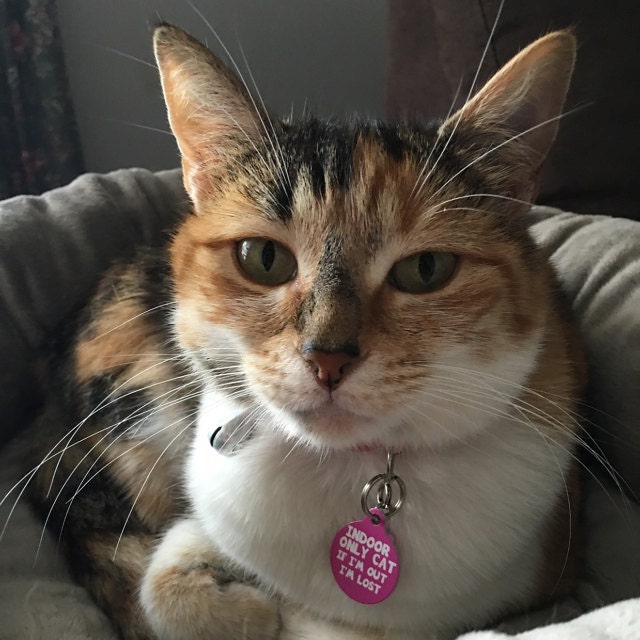 Cute Custom Pet ID Tag indoor Only Cat If I'm Out I'm - Etsy