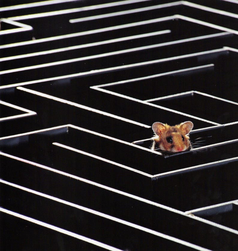 Mouse in a Maze - National Geographic Nature Photo - Book Page as Art ...