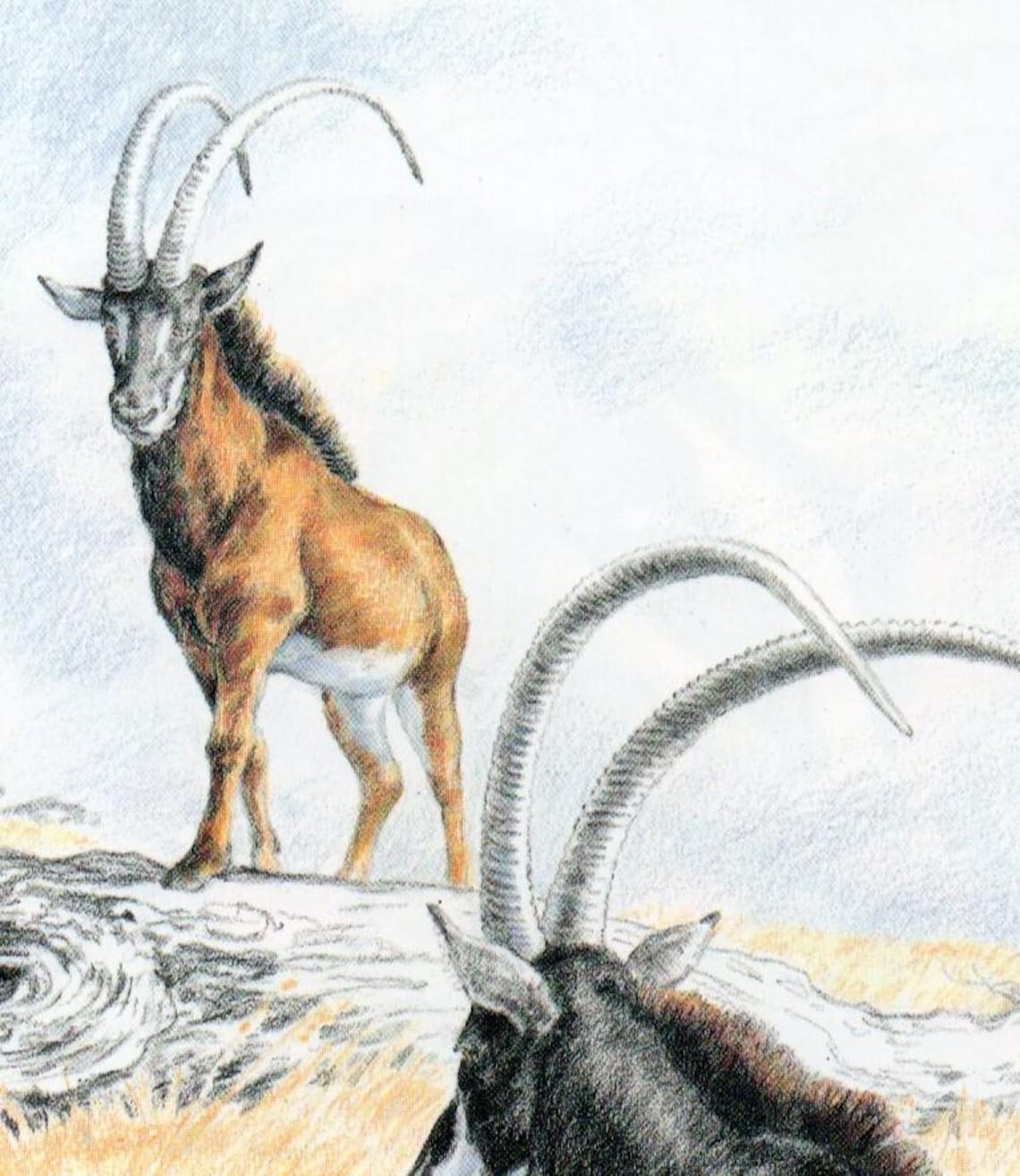 African Sable Antelope Color Pencil Cecile Curtis Art Print for Wall ...