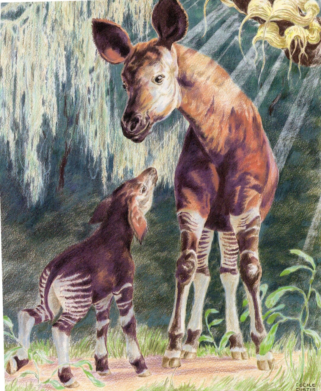 African Okapi Mamma and Baby Color Pencil Cecile Curtis Art Print for ...