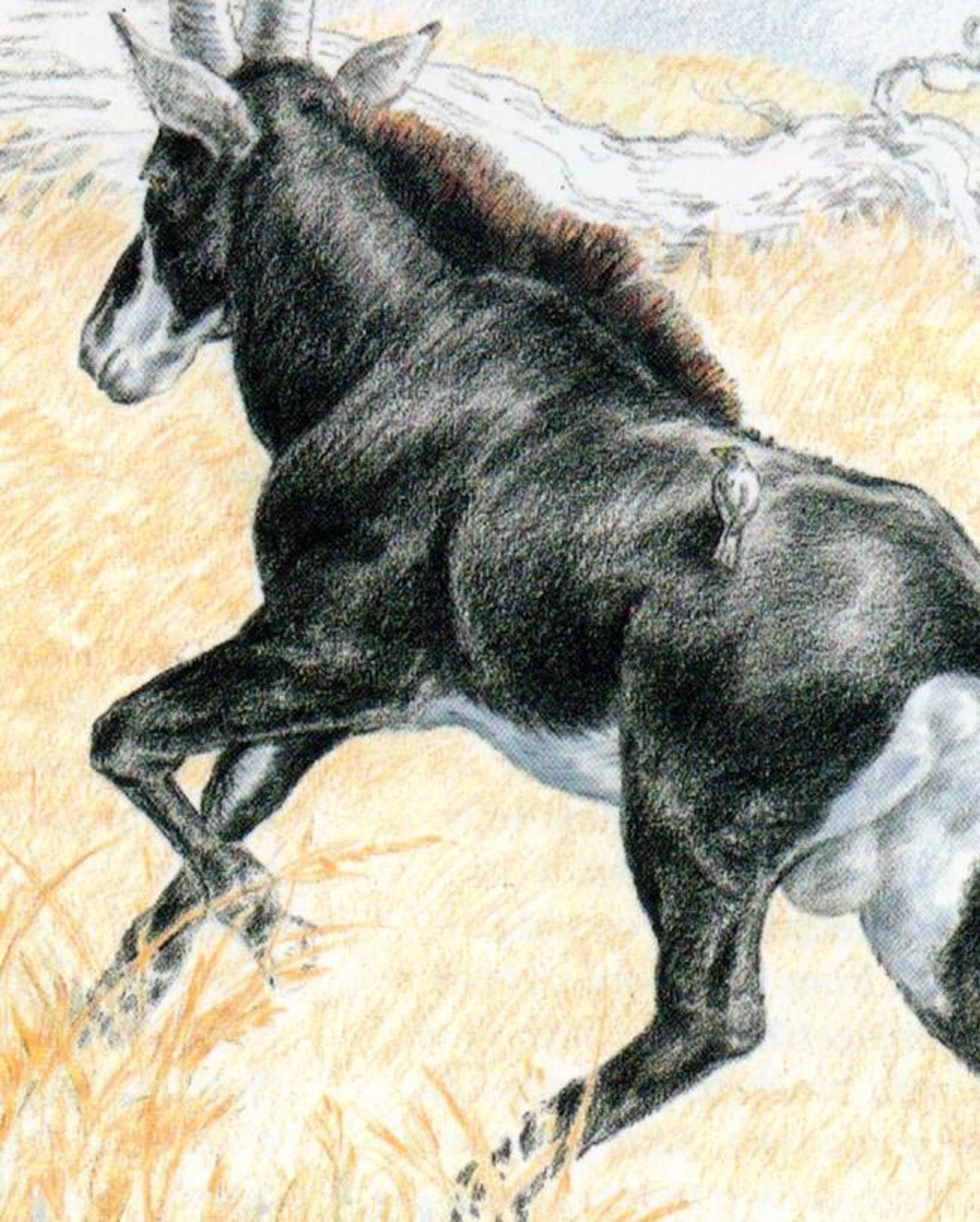 African Sable Antelope Color Pencil Cecile Curtis Art Print for Wall ...