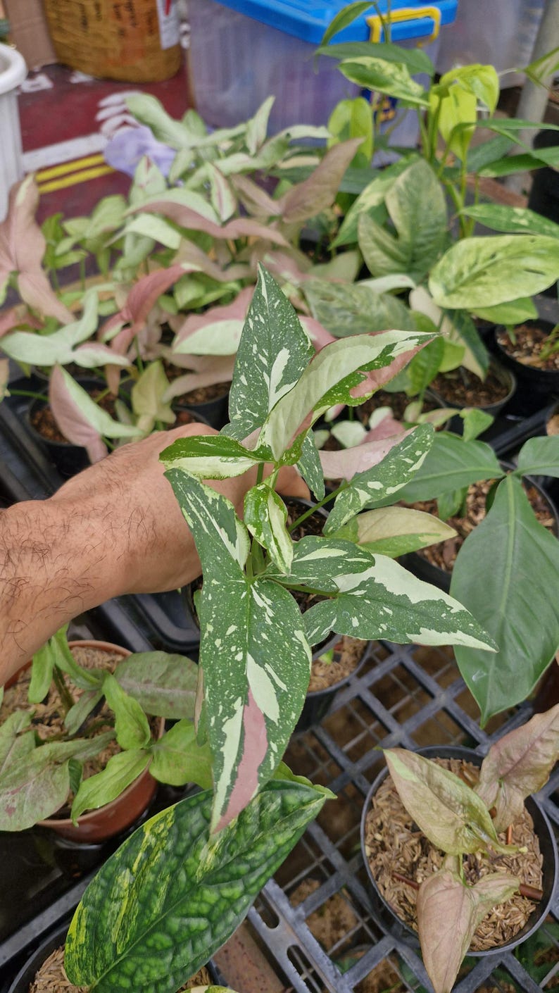 Syngonium Redspot Tricolor - Etsy