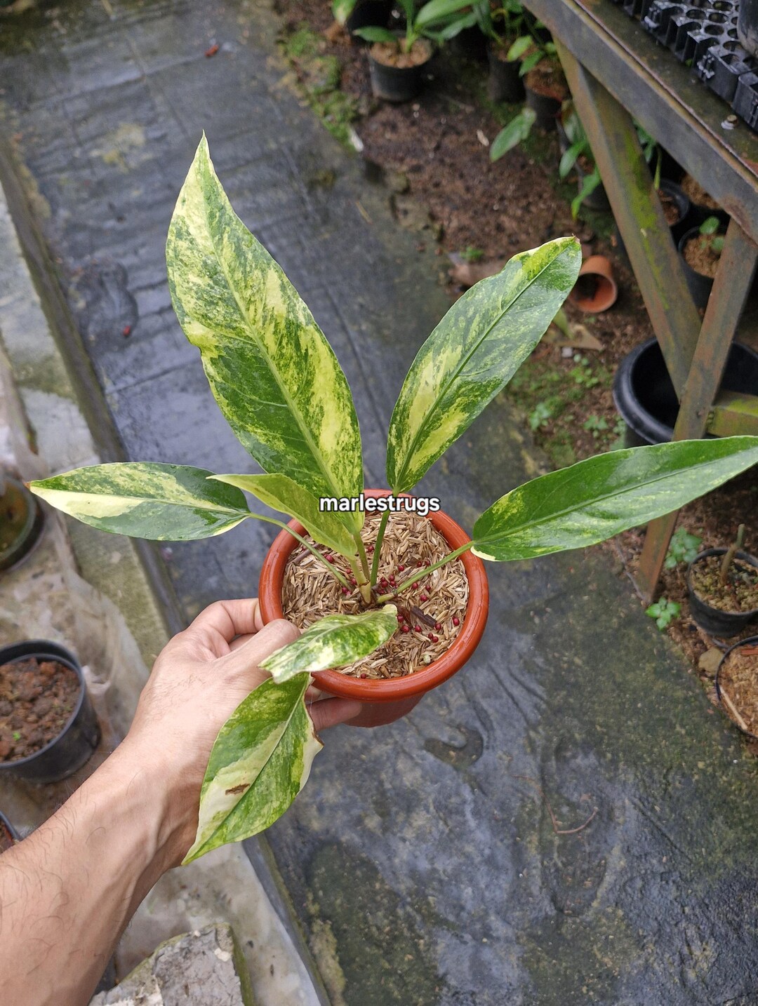 Anthurium Hookerii Variegated - Etsy