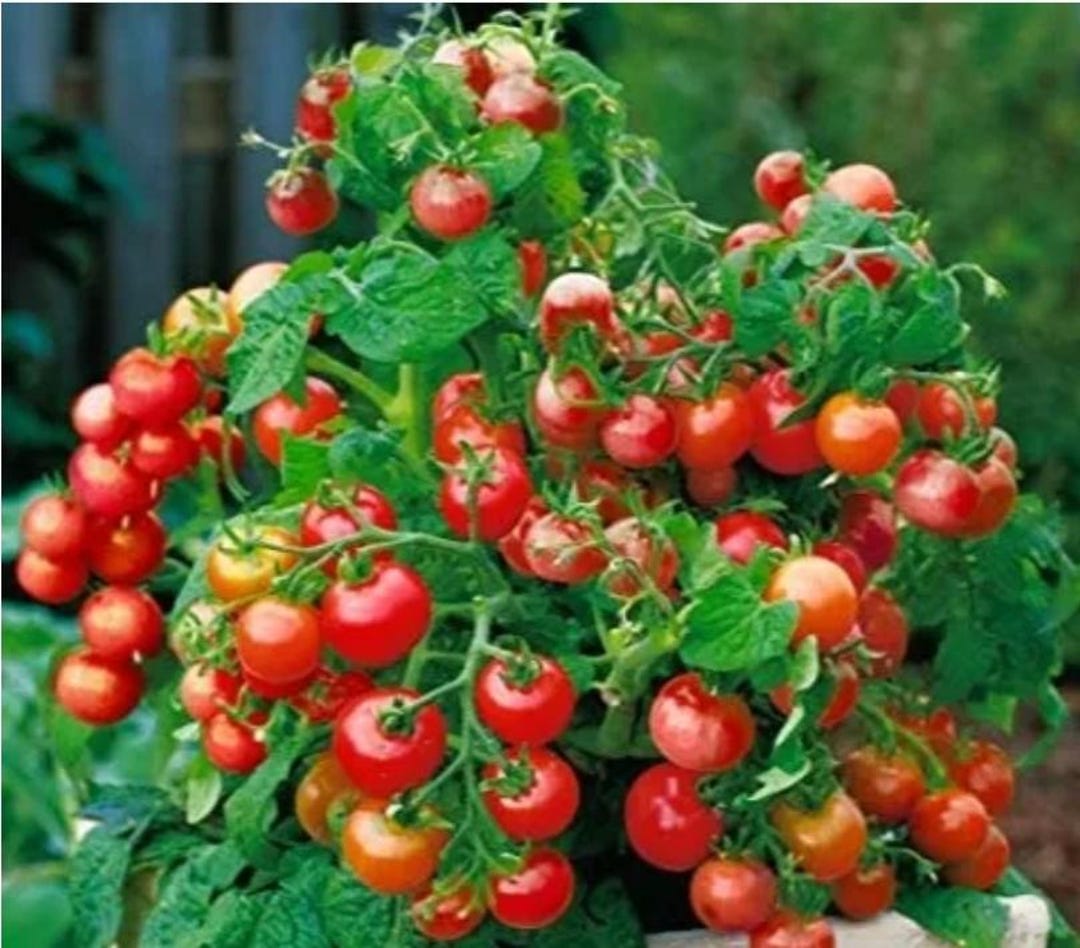 Hydroponic Seedlings: Vining Vegetables for Tower & Aquaponic Systems ...