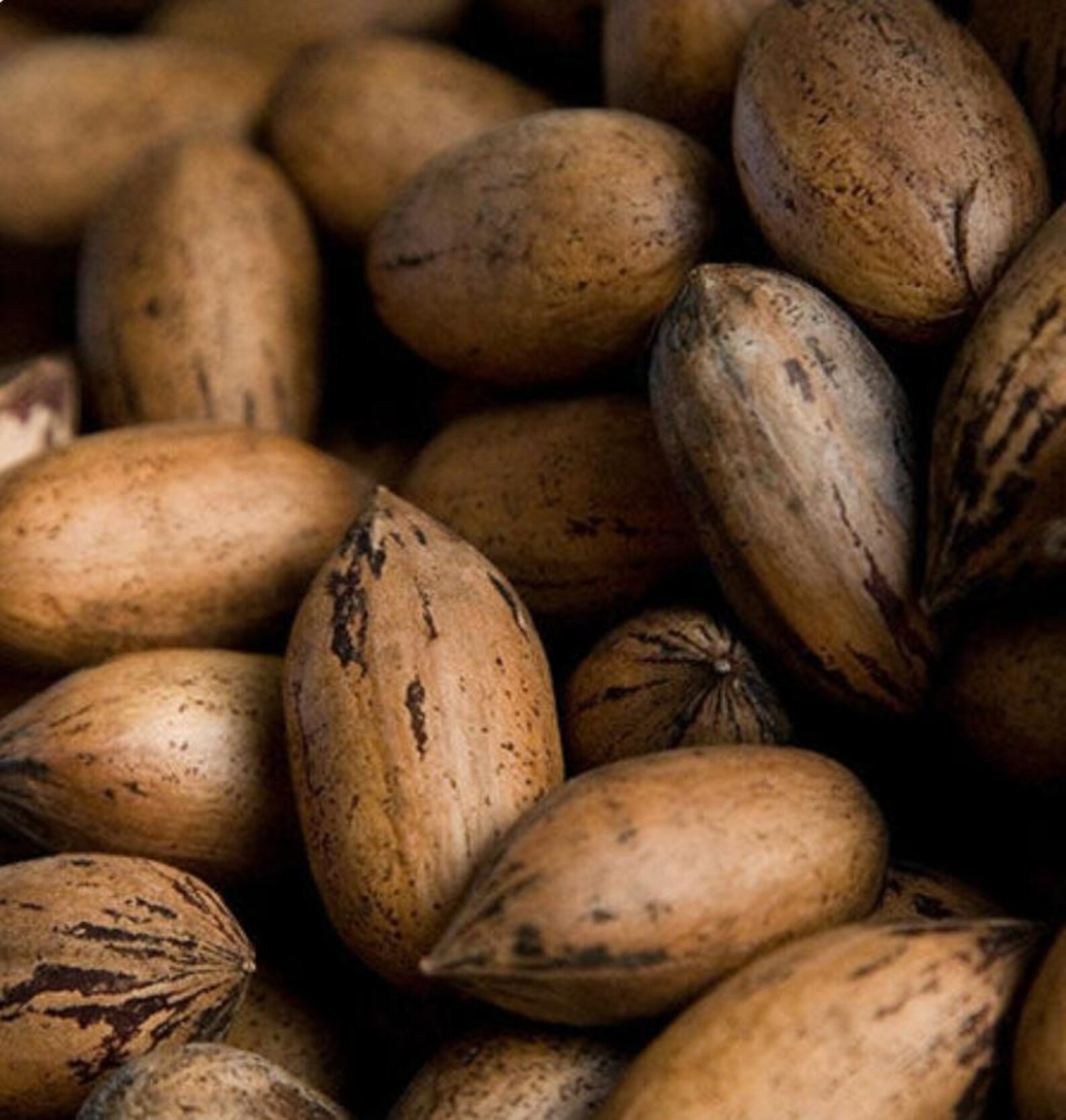 Fruit & Nut Tree Seedlings - Etsy