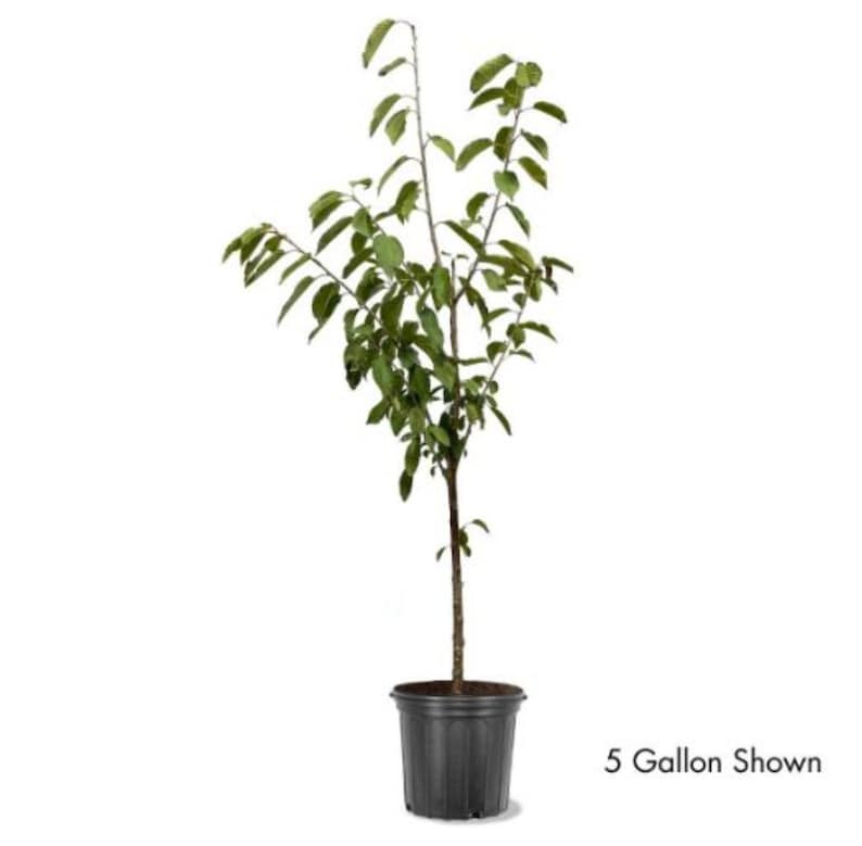 Fruit & Nut Tree Seedlings - Etsy