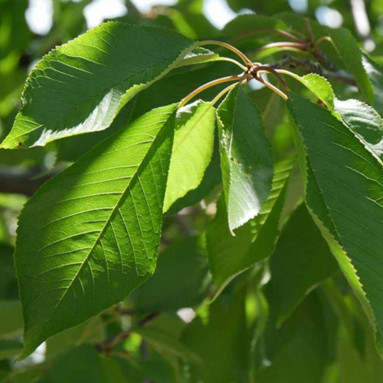 Fruit & Nut Tree Seedlings - Etsy