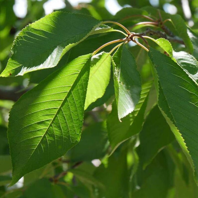 Fruit & Nut Tree Seedlings - Etsy