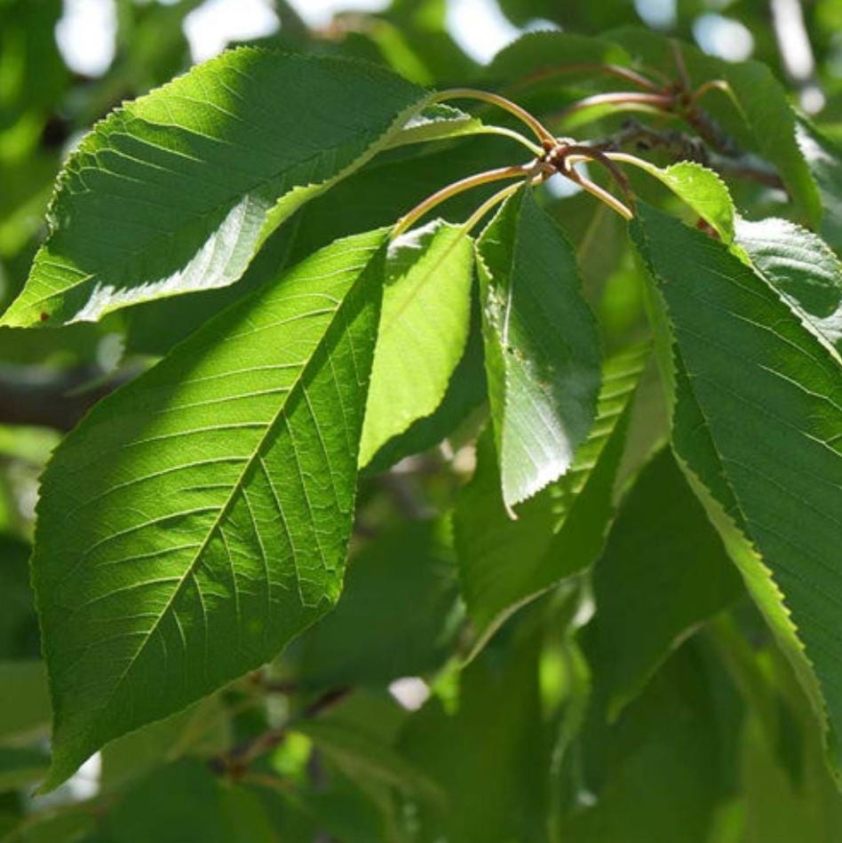Fruit & Nut Tree Seedlings - Etsy
