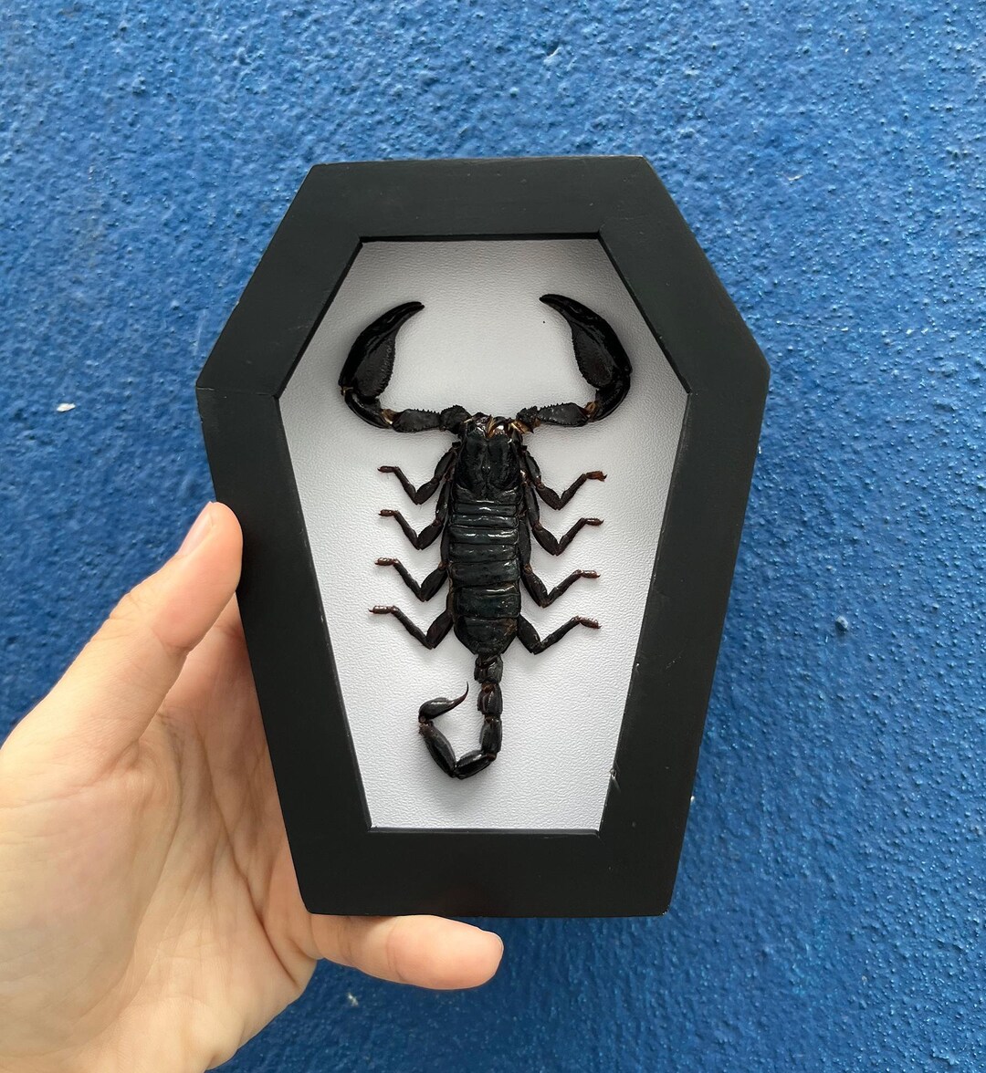 Real Scorpion Taxidermy Dried Bug Insect Preserved Frame Dead Wall ...