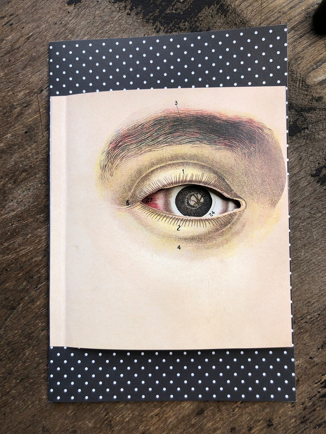Antique Anatomy Ephemera - Eyeball - Sight - Fold Out - 1906 - Etsy