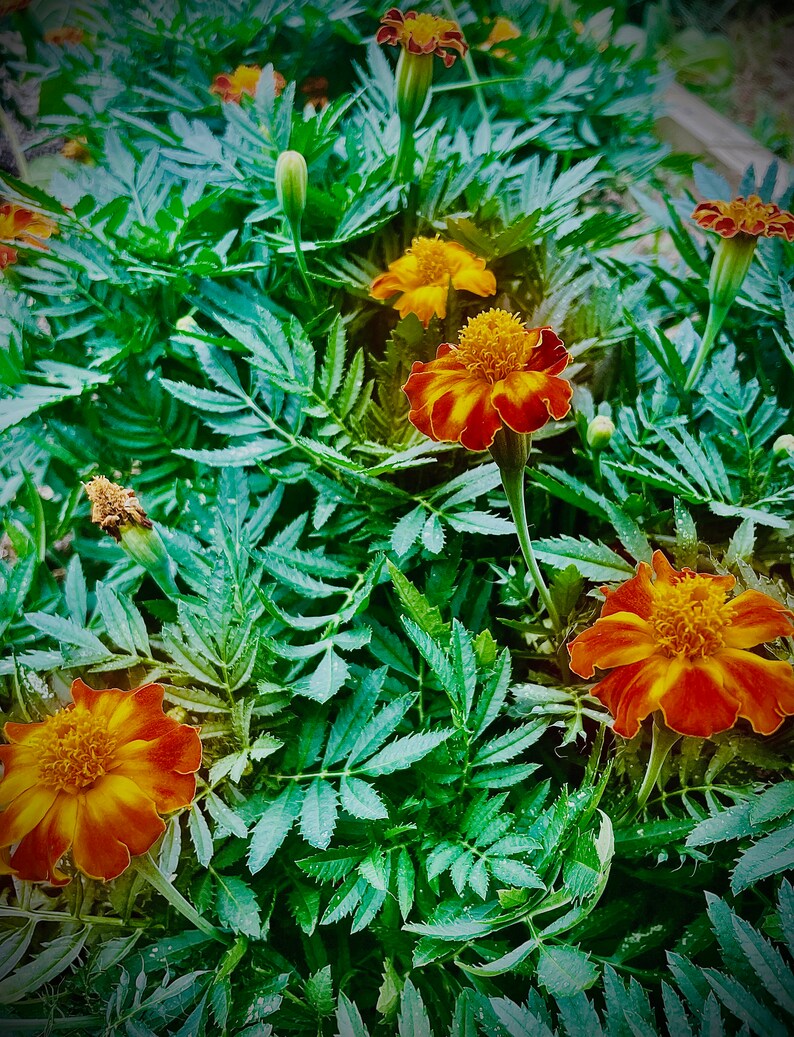 Marigold Seeds - Etsy