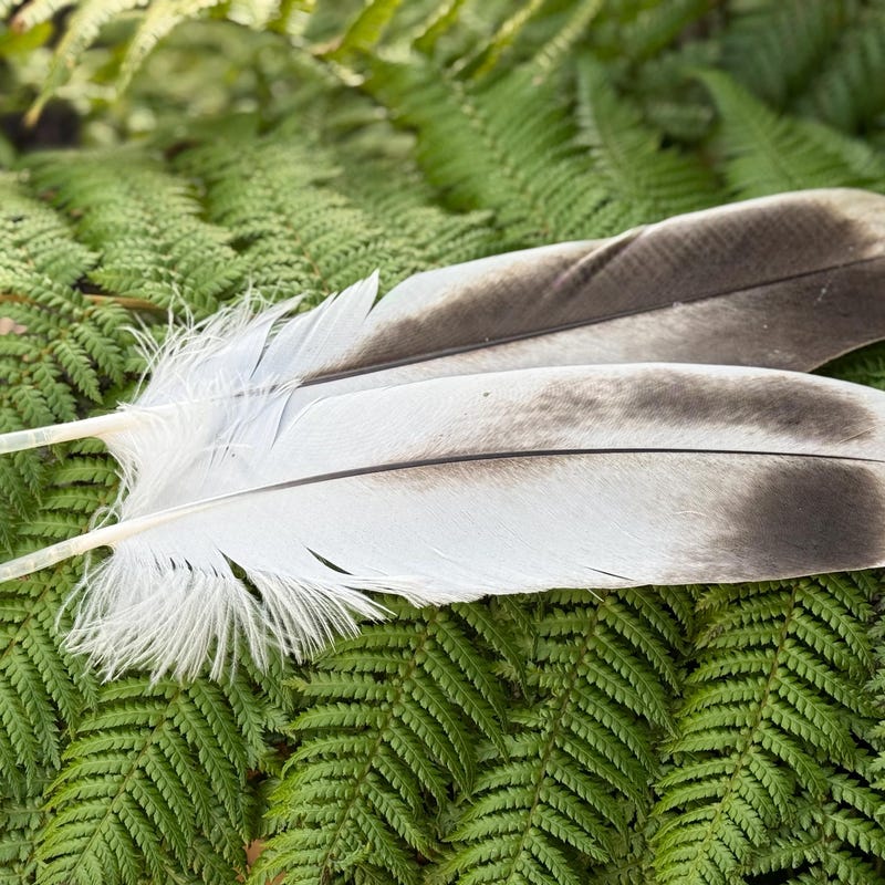Feather Cape - Etsy