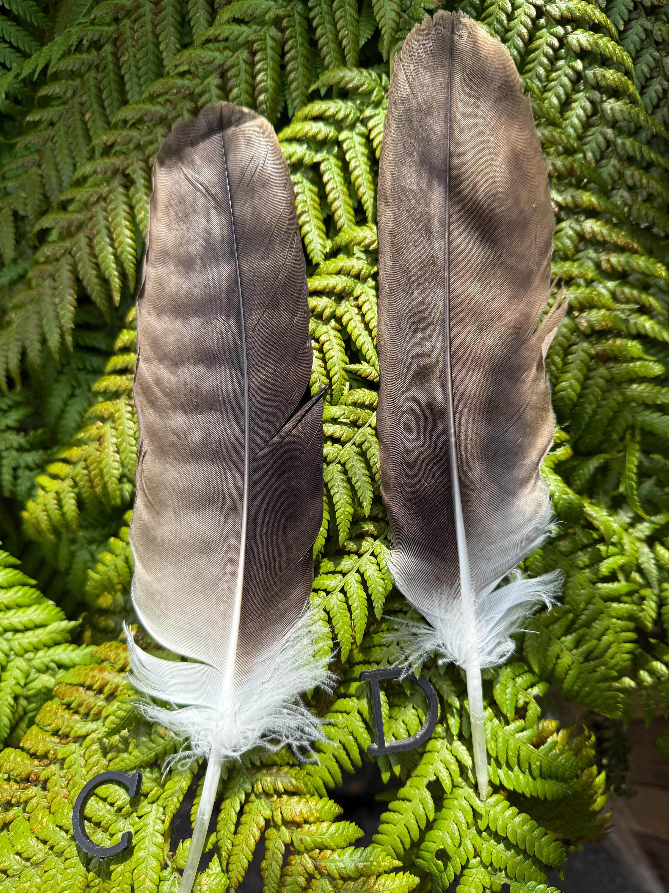 One (1) Tawny Eagle Feather | Eagle Feather | Bird of Prey Feather ...