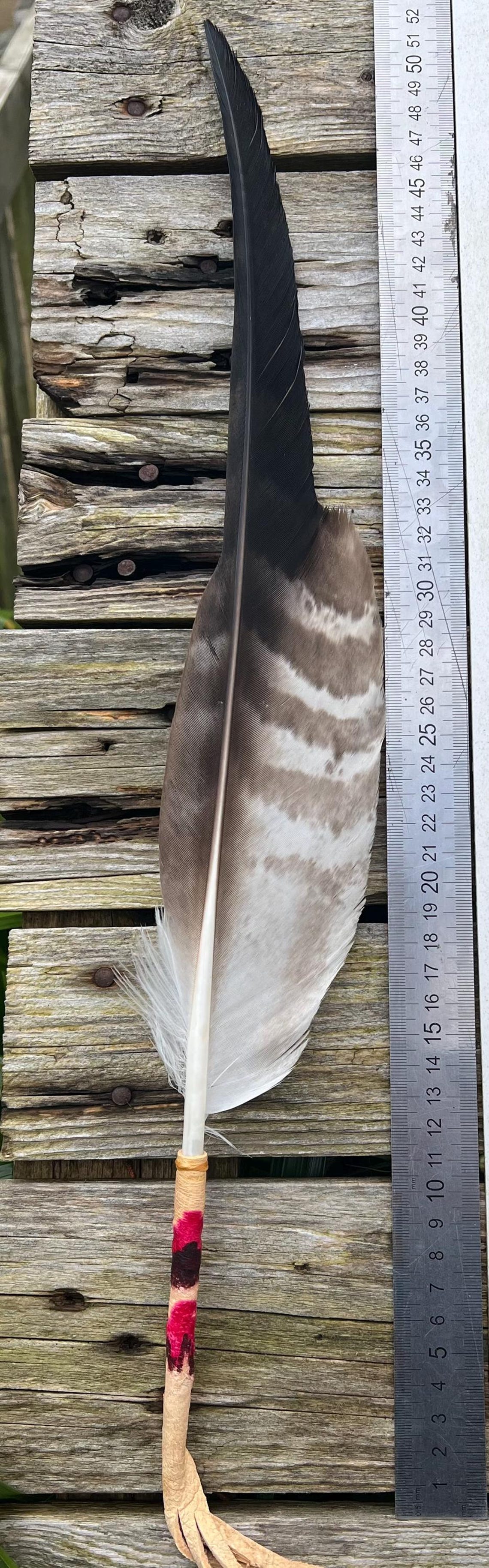 One 1 Verreaux's Eagle Feather Bird of Prey Feather Primary Wing ...