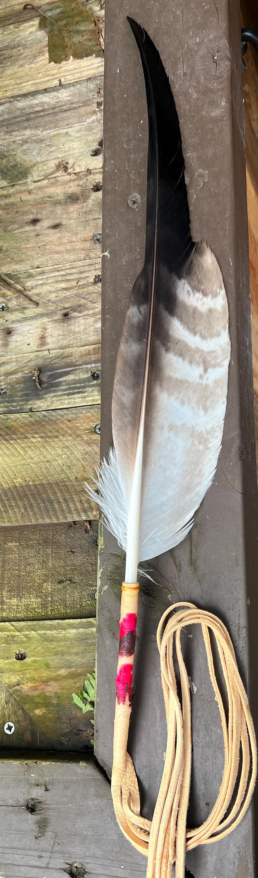 One 1 Verreaux's Eagle Feather Bird of Prey Feather Primary Wing ...