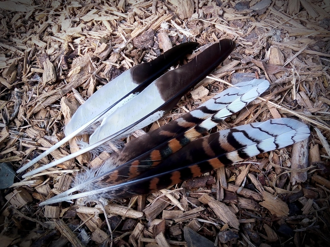 One (1) Laughing Kookaburra Feather | Choice of Wing or Tail Feather ...