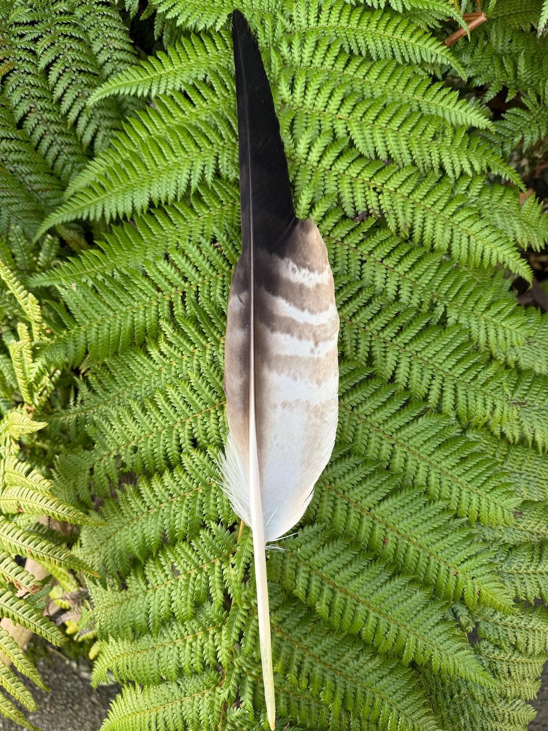 One (1) Verreaux's Eagle Feather | Bird of Prey Feather | Primary Wing ...