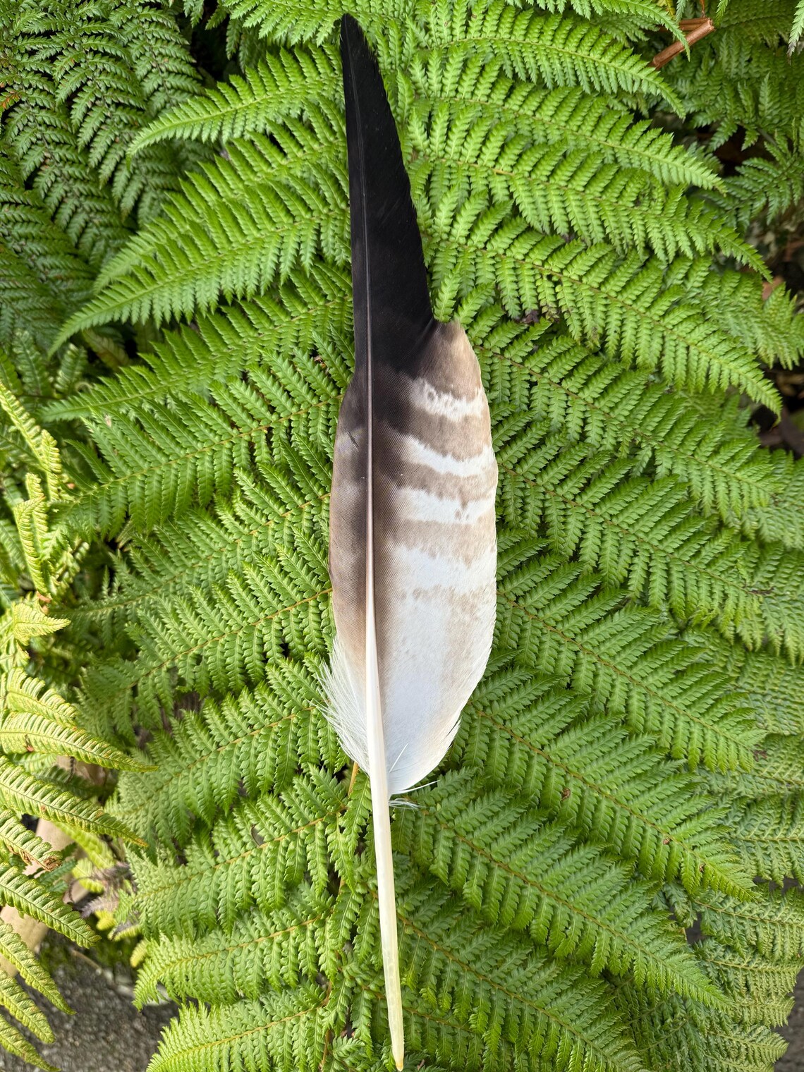 One (1) Verreaux's Eagle Feather | Bird of Prey Feather | Primary Wing ...