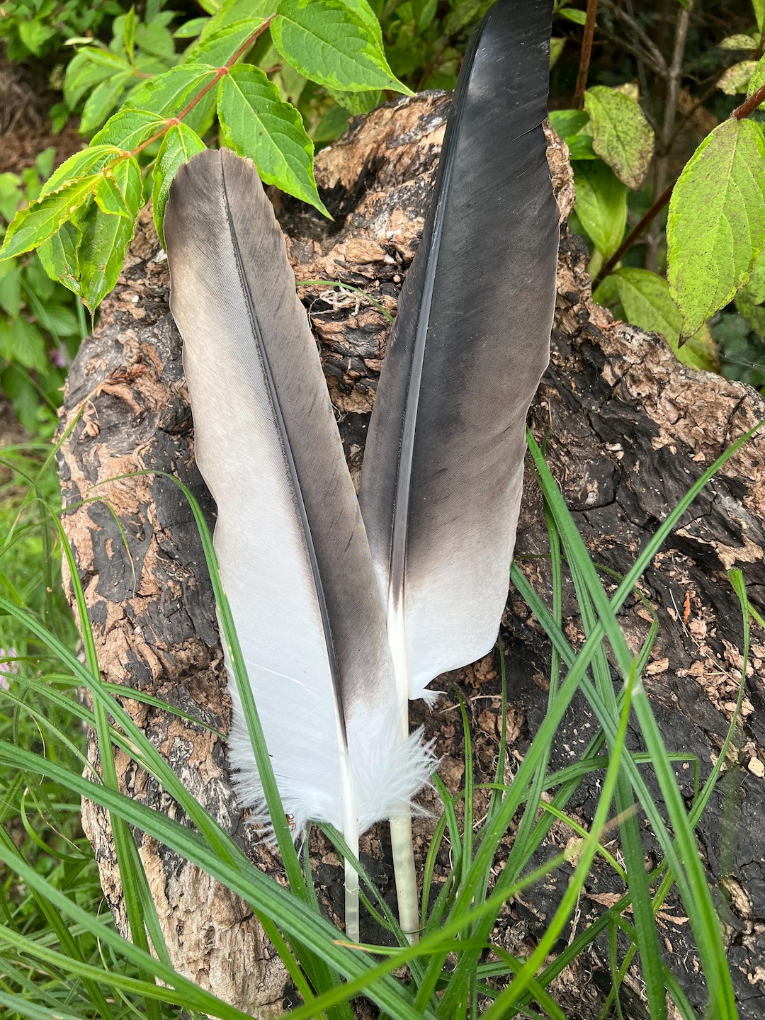 Set of Two 2 Cape Vulture Feathers Vulture Feathers Bird of Prey ...