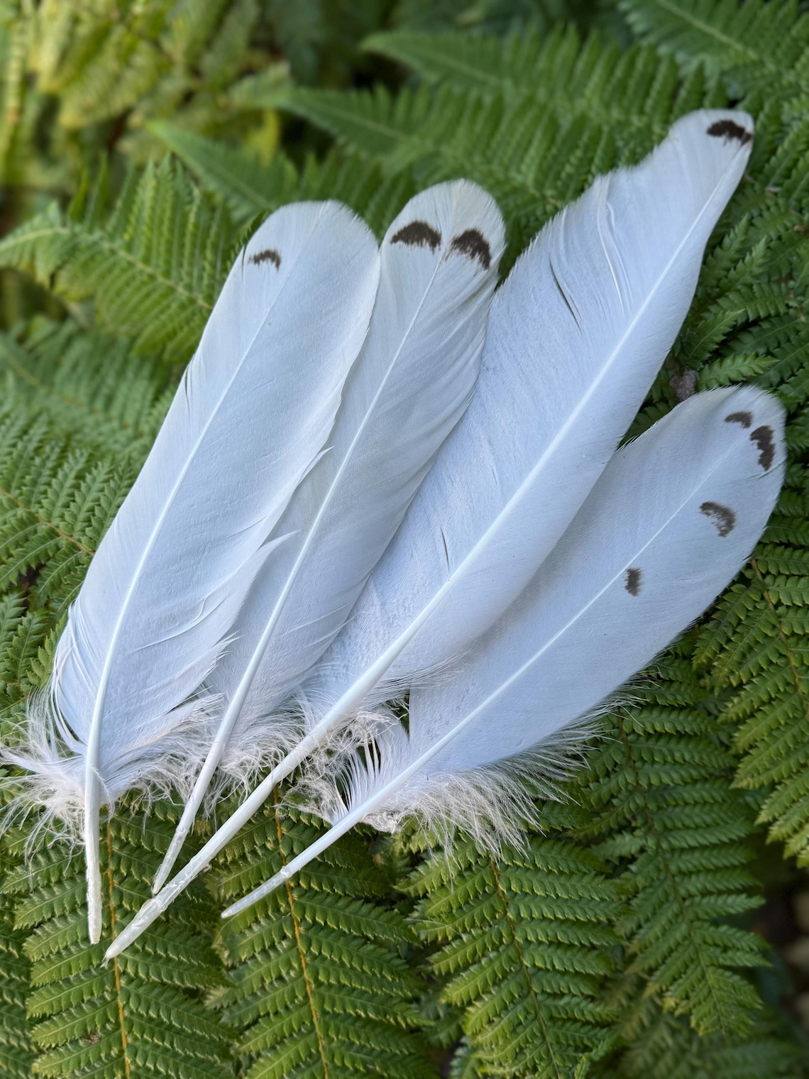 One (1) Rare Snowy Owl Feather | Owl Feather | Bird of Prey Feather ...