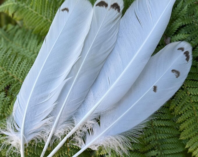 One (1) Rare Snowy Owl Feather | Owl Feather | Bird of Prey Feather ...
