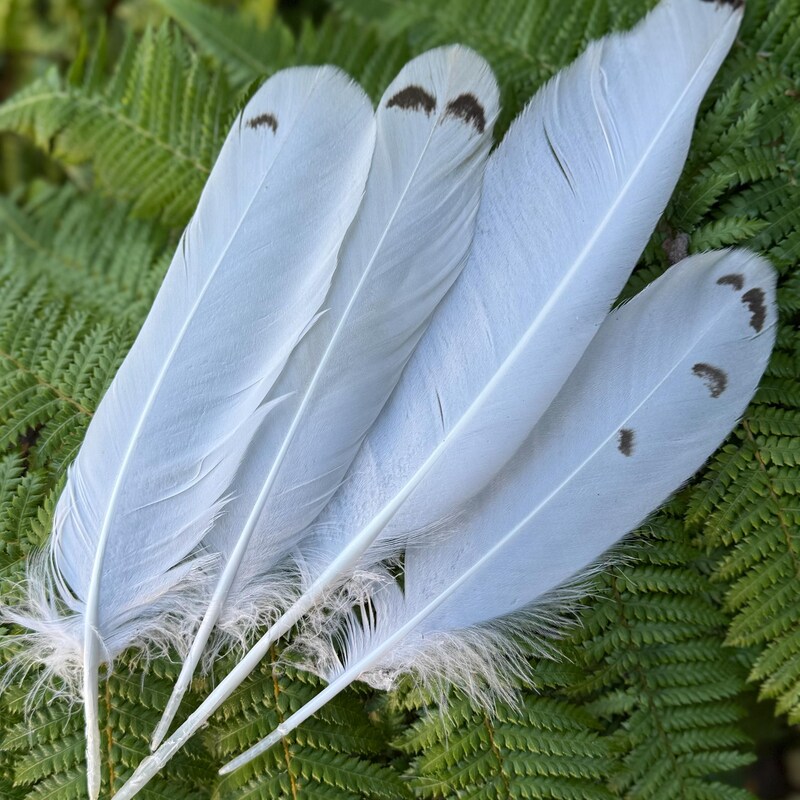 Owl Feathers - Etsy