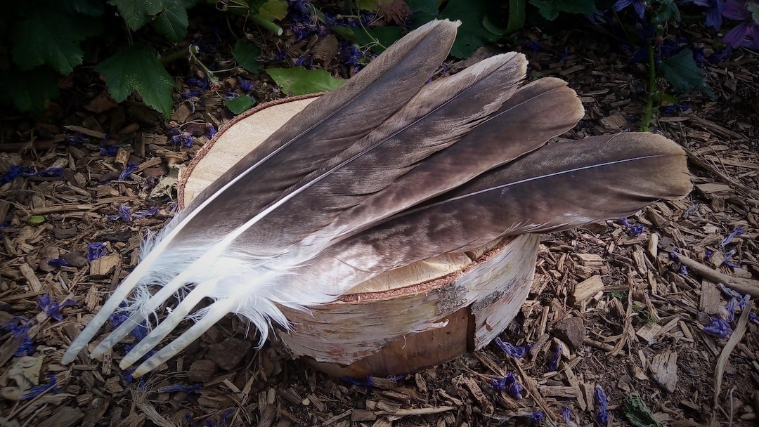 One (1) Tawny Eagle Feather | Eagle Feather | Bird of Prey Feather ...