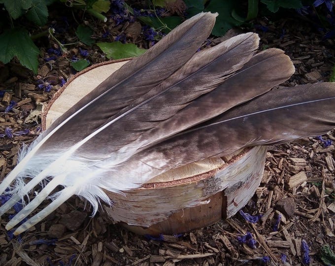 One (1) Tawny Eagle Feather | Eagle Feather | Bird of Prey Feather ...