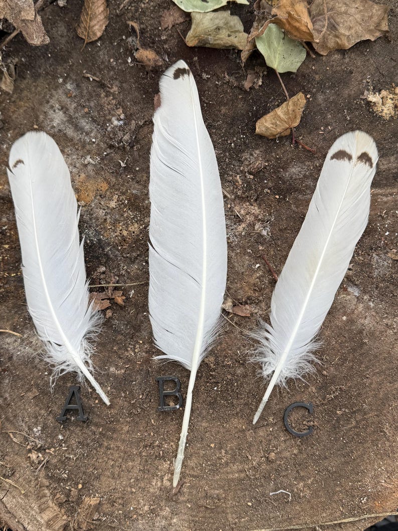 One (1) Rare Snowy Owl Feather | Owl Feather | Bird of Prey Feather ...