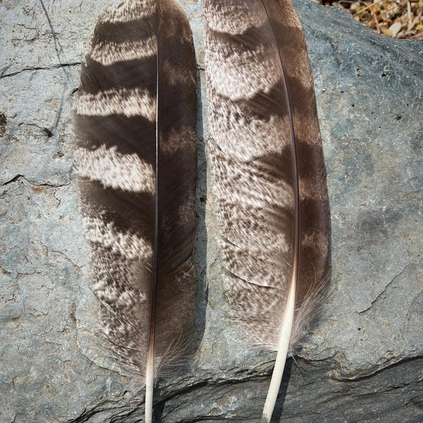 Owl Feathers - Etsy