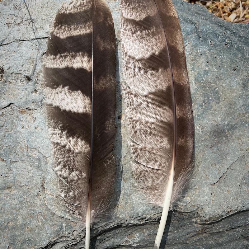Owl Feathers - Etsy