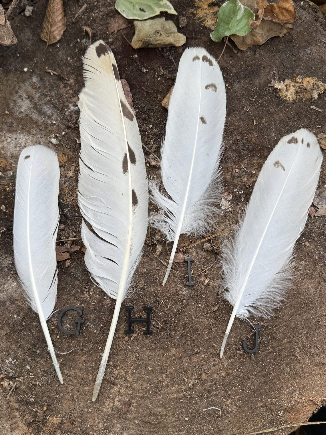 One (1) Rare Snowy Owl Feather | Owl Feather | Bird of Prey Feather ...