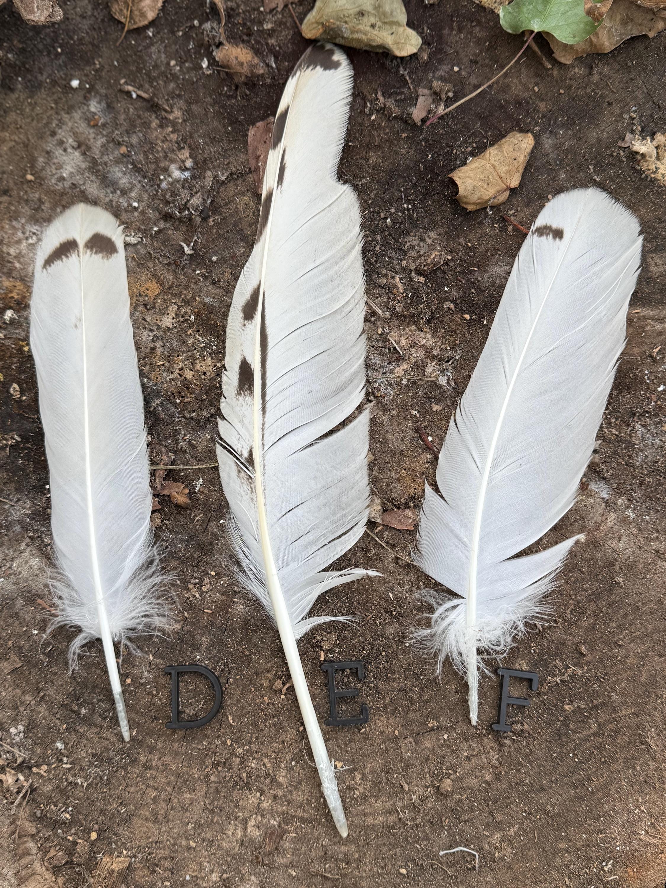 One 1 Rare Snowy Owl Feather Owl Feather Bird of Prey Feather Wing ...